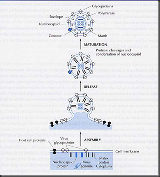 Our Virology Hub: III. Virus Assembly and Release